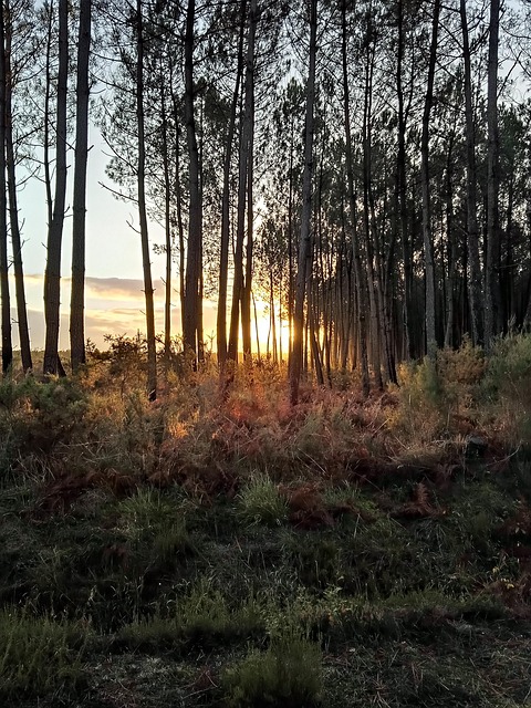 Arbres Soleil Forêt Coucher De - Photo gratuite sur Pixabay - Pixabay
