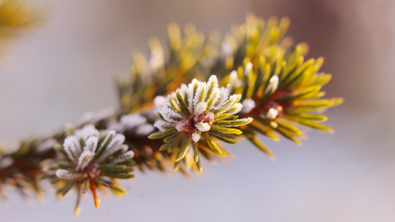 Spruce Sprig Frost - Free photo on Pixabay