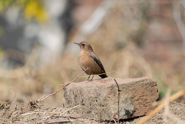 Brown Rock Chat Bird Animal - Free photo on Pixabay - Pixabay