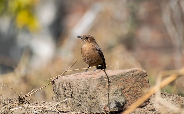 Indian Chat Bird Animal Brown Rock - Free photo on Pixabay