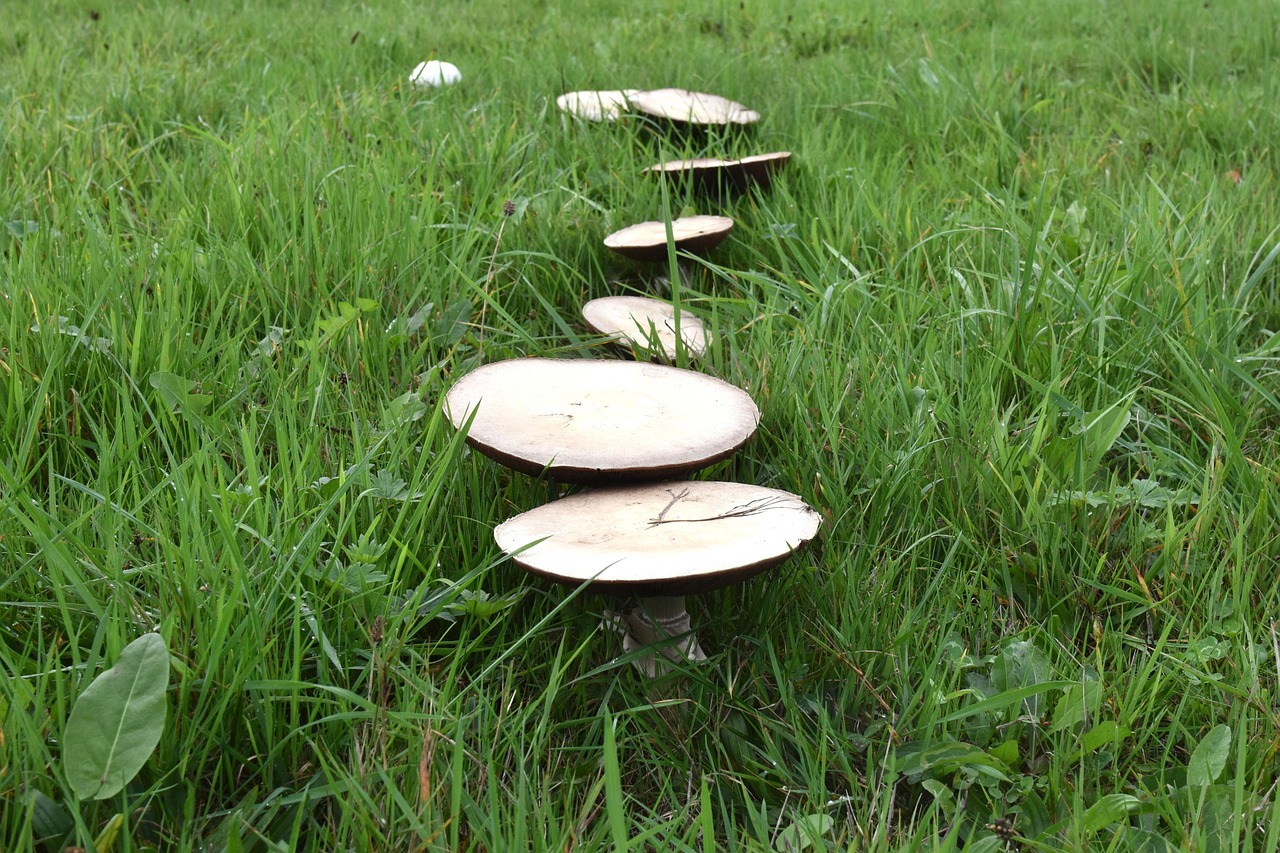 Prairie Mushrooms Agaric Fallow - Free photo on Pixabay