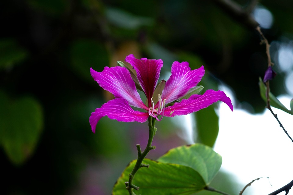 Nature Magenta Summer - Free photo on Pixabay - Pixabay