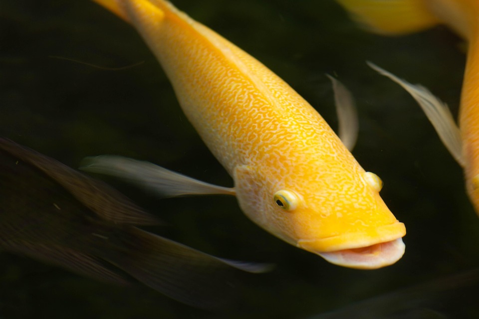 Fish Nature Aquatic - Free photo on Pixabay