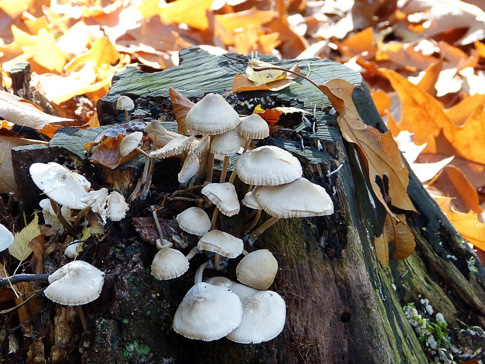 Mushrooms Leaves Fall - Free photo on Pixabay