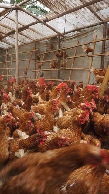 Gallinas Pollos Granja - Foto gratis en Pixabay - Pixabay