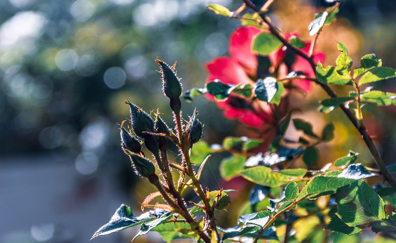 Boutons De Fleurs Roses Jardin - Photo gratuite sur Pixabay - Pixabay