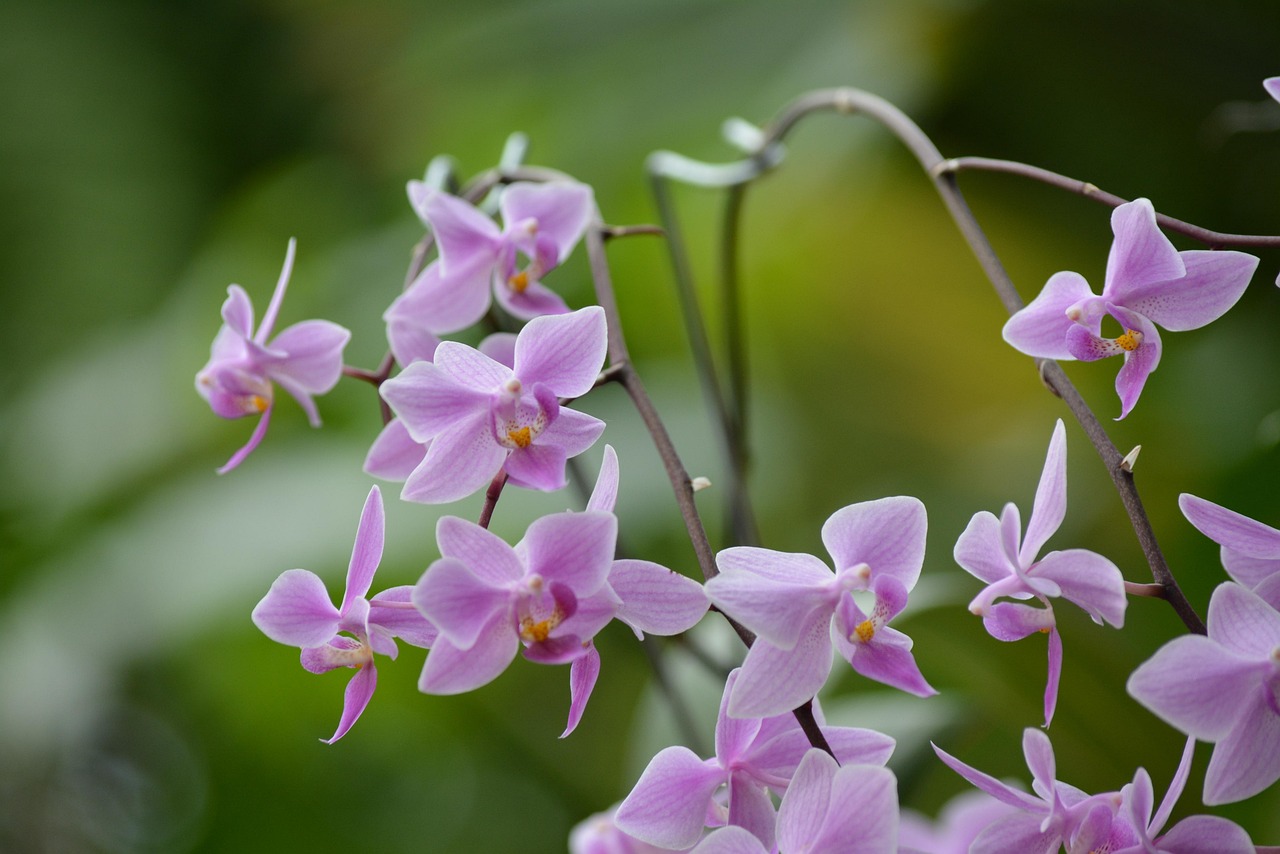 Pinke Blumen Orchideen - Kostenloses Foto auf Pixabay - Pixabay