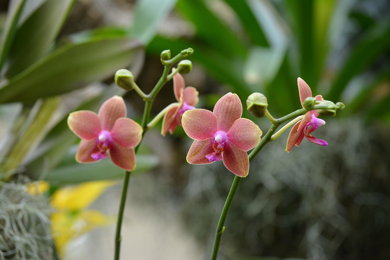 Flowers Orchids Garden - Free photo on Pixabay