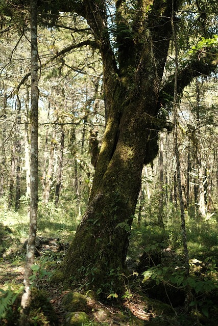 Natur Wald - Kostenloses Foto auf Pixabay - Pixabay
