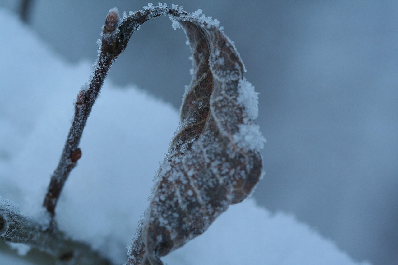 Winter Snow Leaf - Free photo on Pixabay - Pixabay