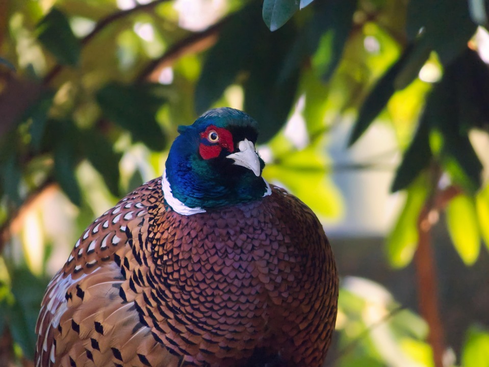Pheasant Masculine Bird Chicken - Free photo on Pixabay