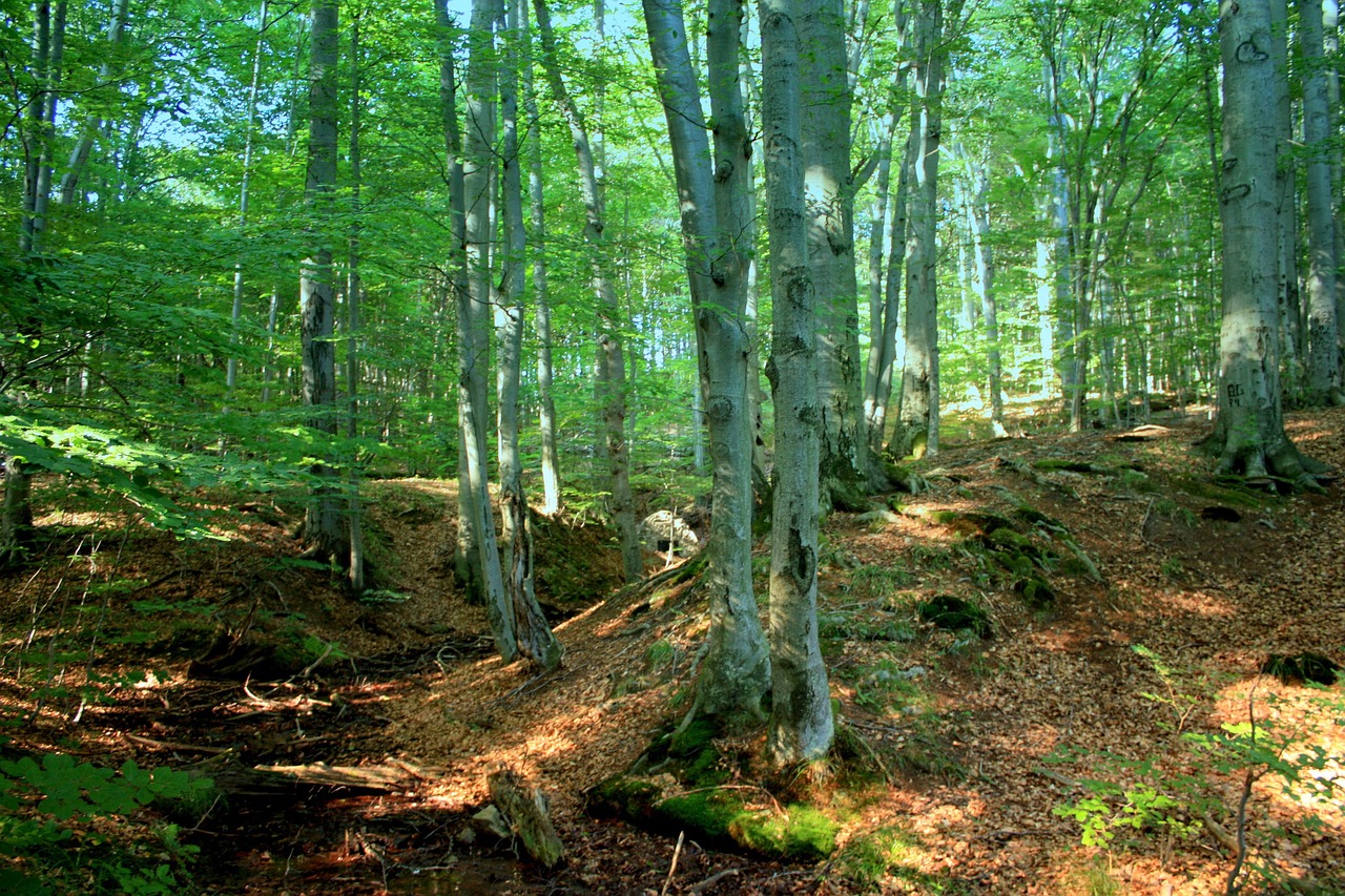 Madeira De Faia Floresta - Foto gratuita no Pixabay - Pixabay