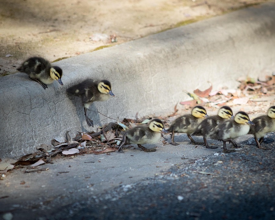 Ducks Cube Duck Plumage - Free photo on Pixabay - Pixabay
