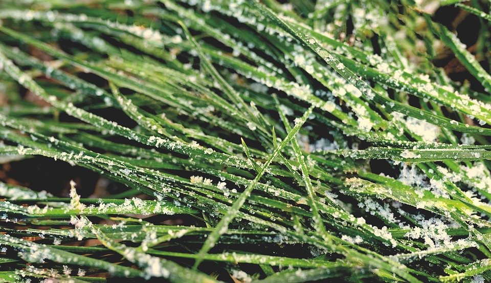 Grass Frozen Ice Crystals - Free photo on Pixabay - Pixabay