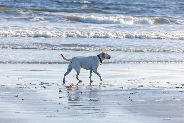 Dog Labrador Pets - Free photo on Pixabay - Pixabay