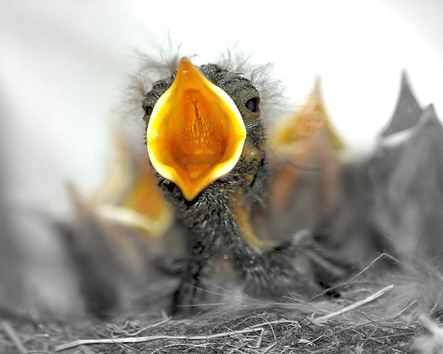Bird Newborn Child - Free photo on Pixabay