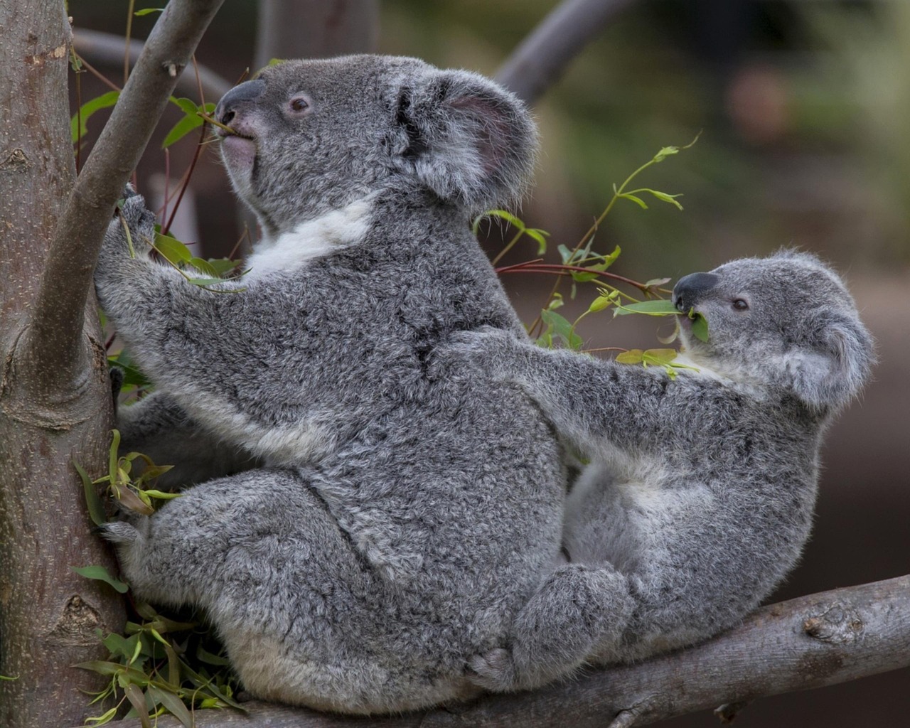 Animal Jungle Nature - Free photo on Pixabay - Pixabay