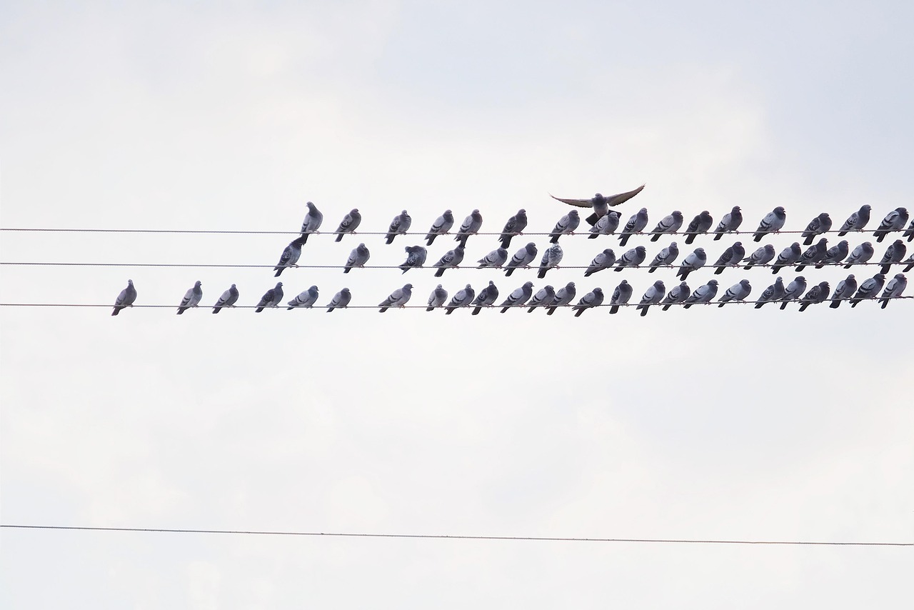 Bird Dove Wire Power - Free photo on Pixabay