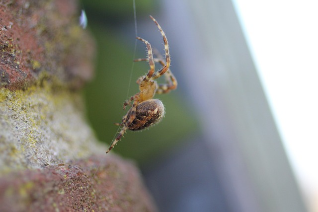 Spin Detail Bug Spider - Free photo on Pixabay - Pixabay
