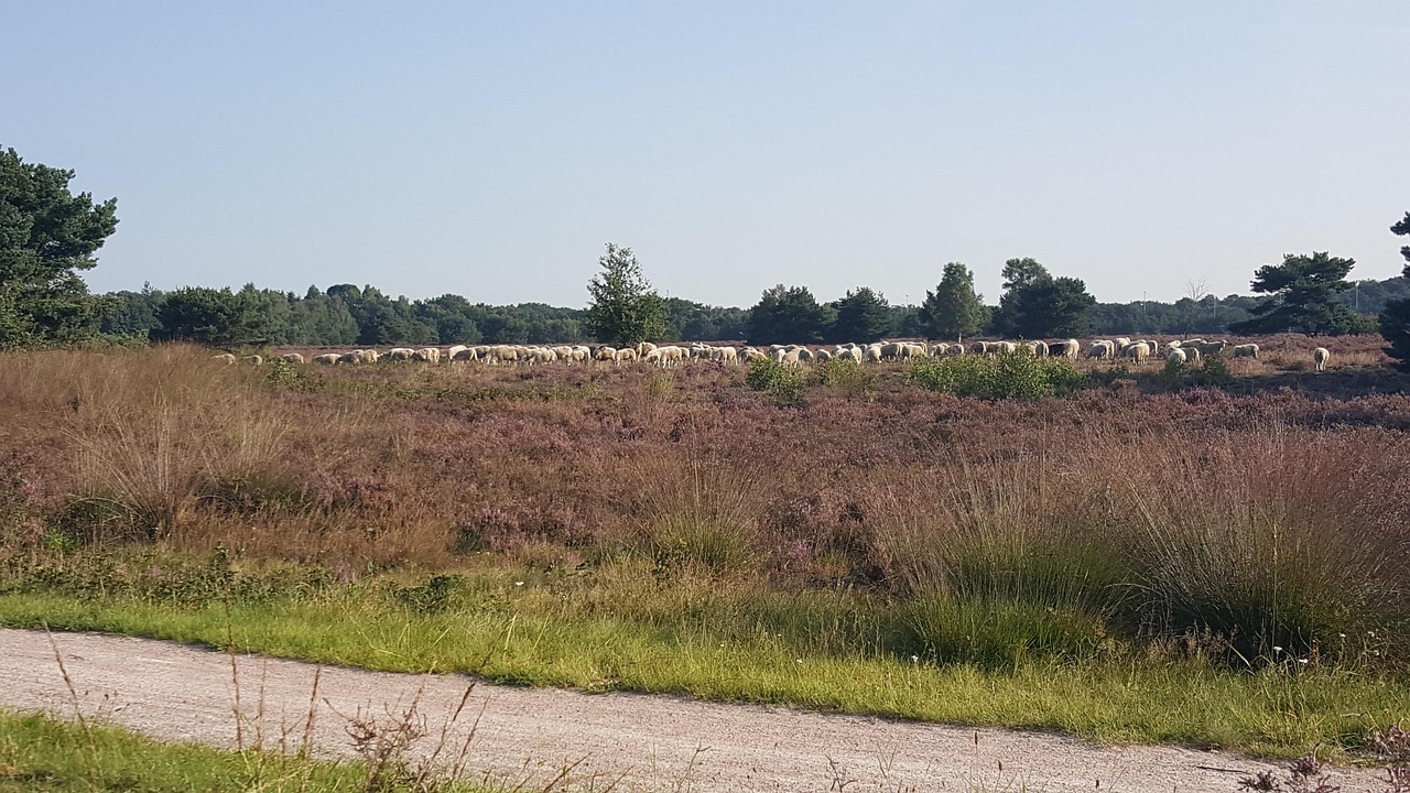 Heidekraut Sandweg Die Schafe - Kostenloses Foto auf Pixabay - Pixabay