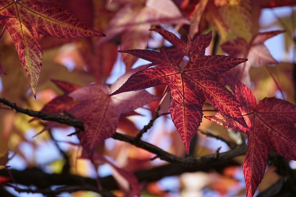 Sweetgum American Storax Hazel - Free photo on Pixabay