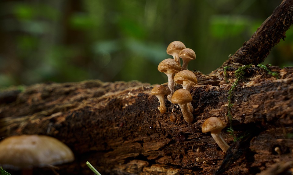 Pilze Wald Ast - Kostenloses Foto auf Pixabay - Pixabay