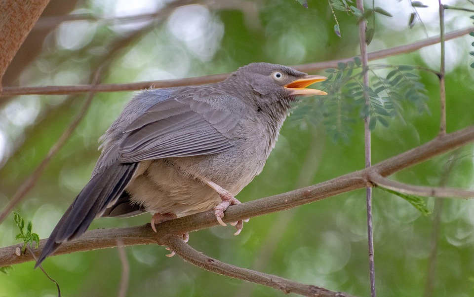 Yellow-Billed Babbler Bird Animal - Free photo on Pixabay