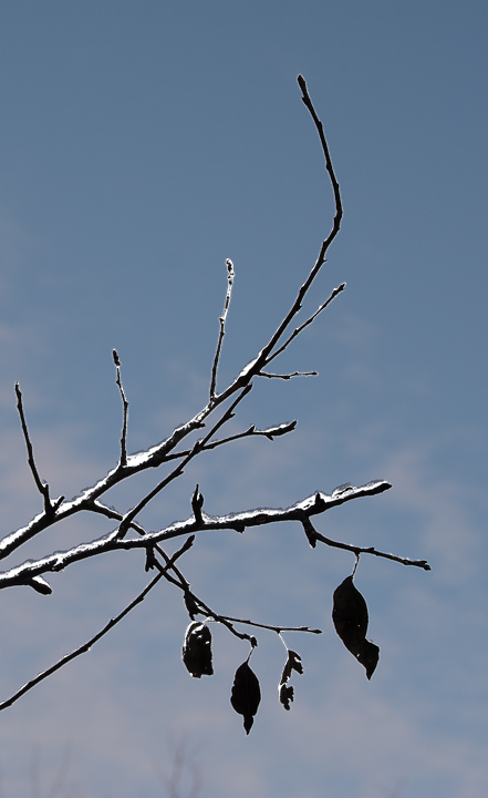 Branch Winter Dead Leaves Stark - Free image on Pixabay