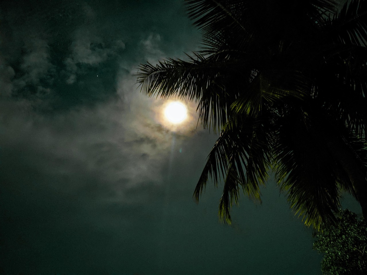 Summer Night Tree - Free photo on Pixabay - Pixabay