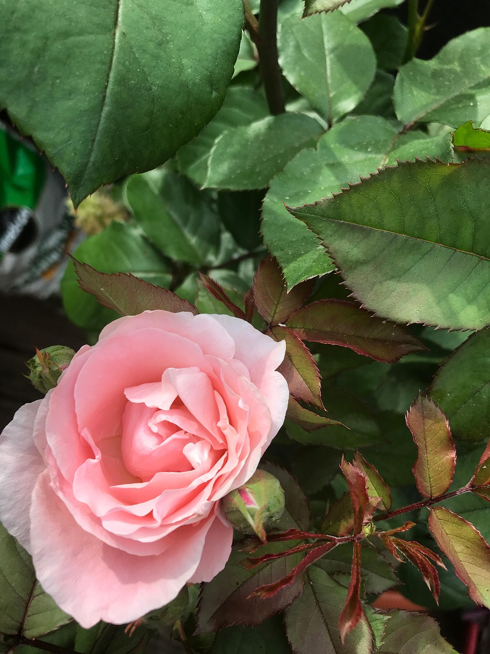 Rose - Photo gratuite sur Pixabay - Pixabay