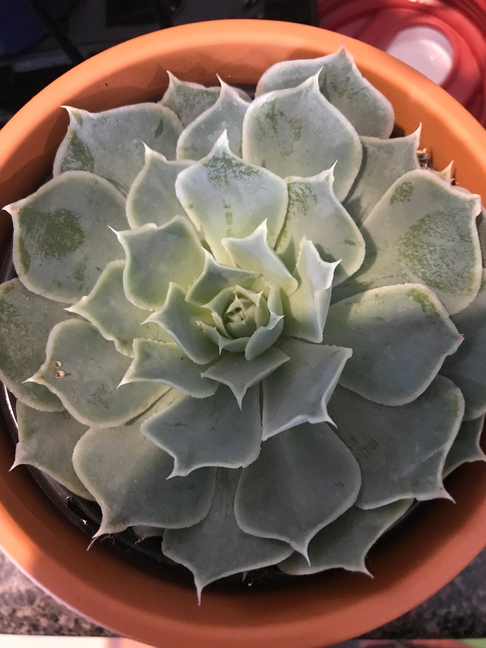 Succulent Cactus - Free photo on Pixabay - Pixabay
