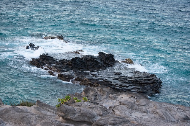 2+ Free Puun Oksa Syksy & Hawaii Images - Pixabay