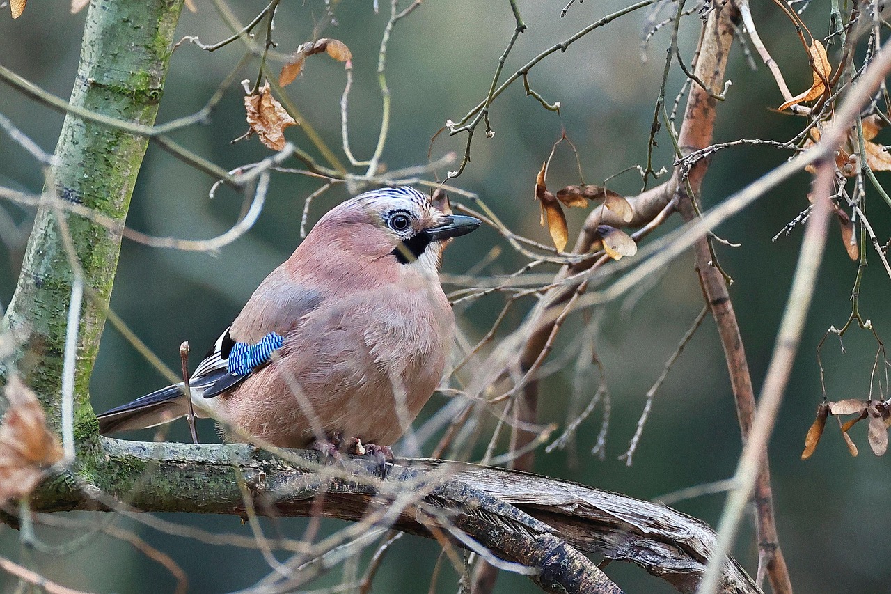 Eurasian Jay Bird - Free photo on Pixabay