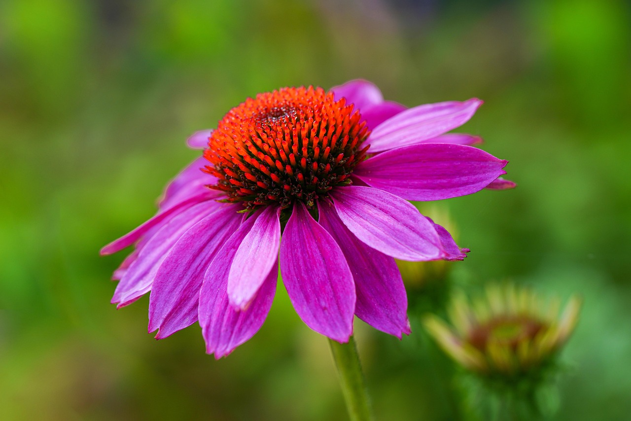 Purple Flower Wildflower - Free photo on Pixabay