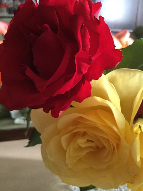 Rose Gelb Rot - Kostenloses Foto auf Pixabay - Pixabay