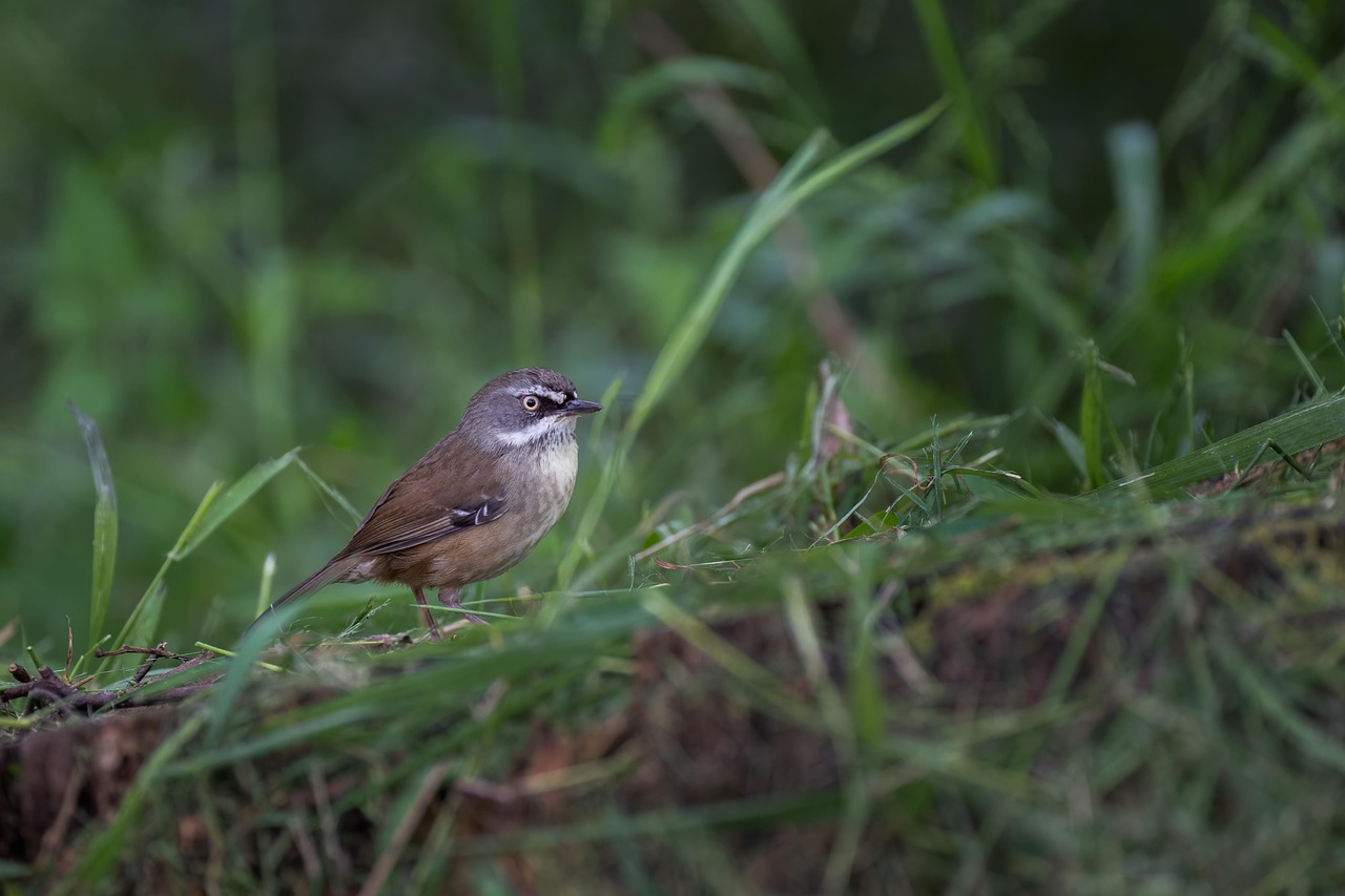 300+ Free Wren & Bird Images - Pixabay