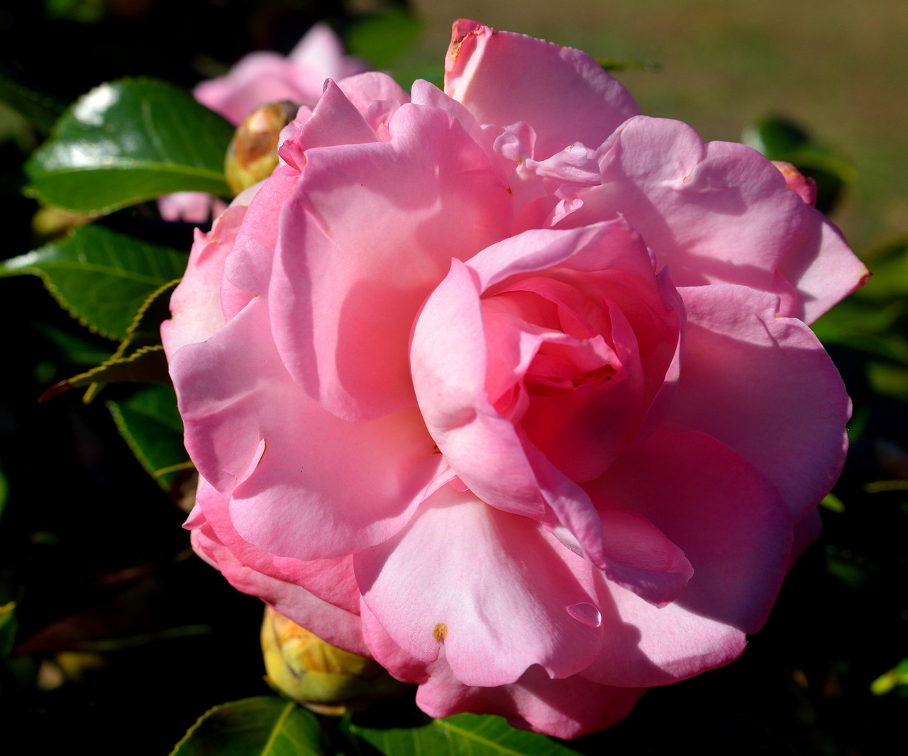 Camillia Blomst Blomster Bloom - Gratis foto på Pixabay - Pixabay