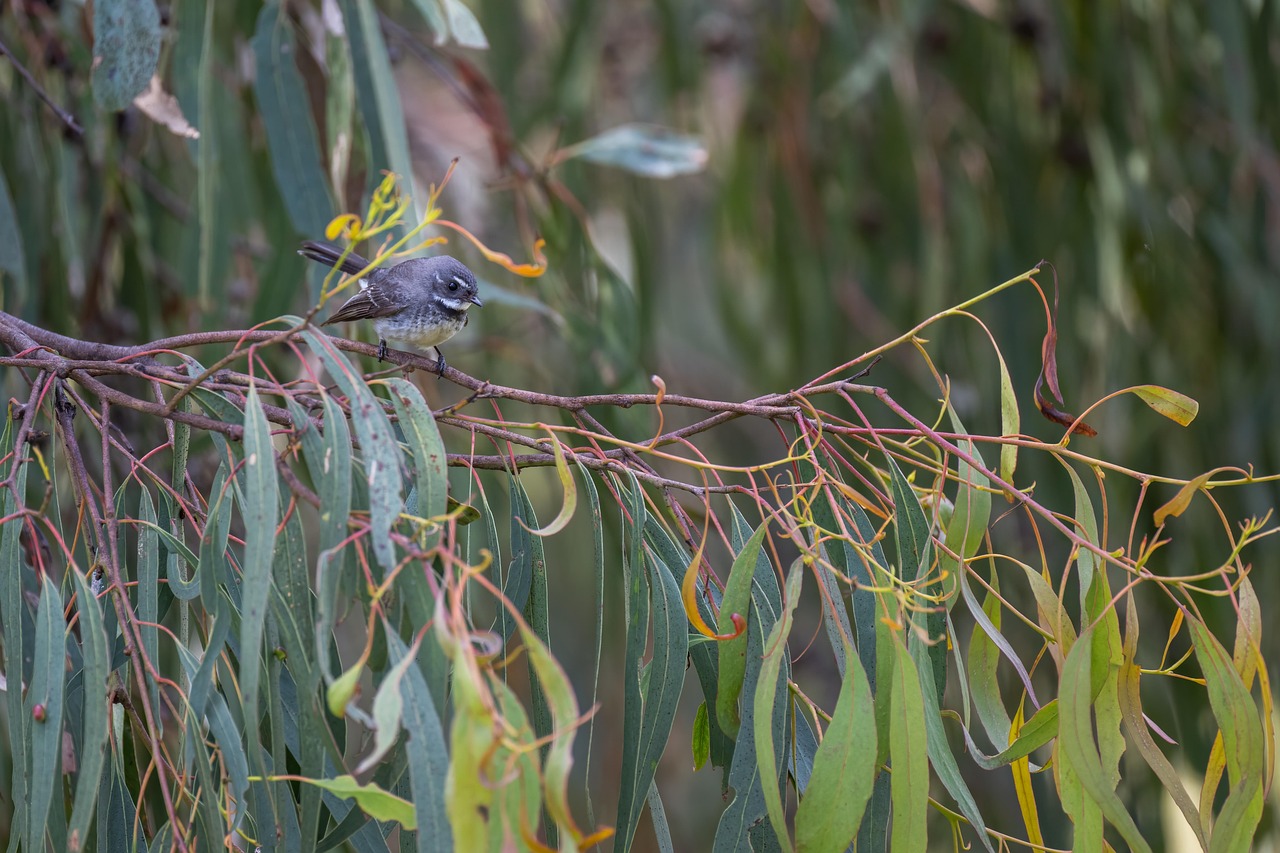 Grey Fantail Bird - Free photo on Pixabay - Pixabay