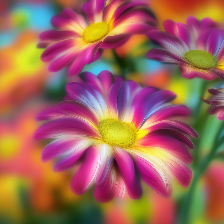 Colorful Flowers Floral - Free image on Pixabay