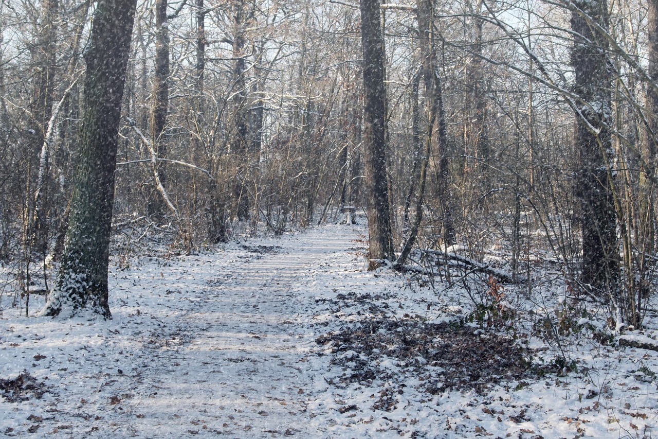 Winter Morning Snow Forest - Free photo on Pixabay