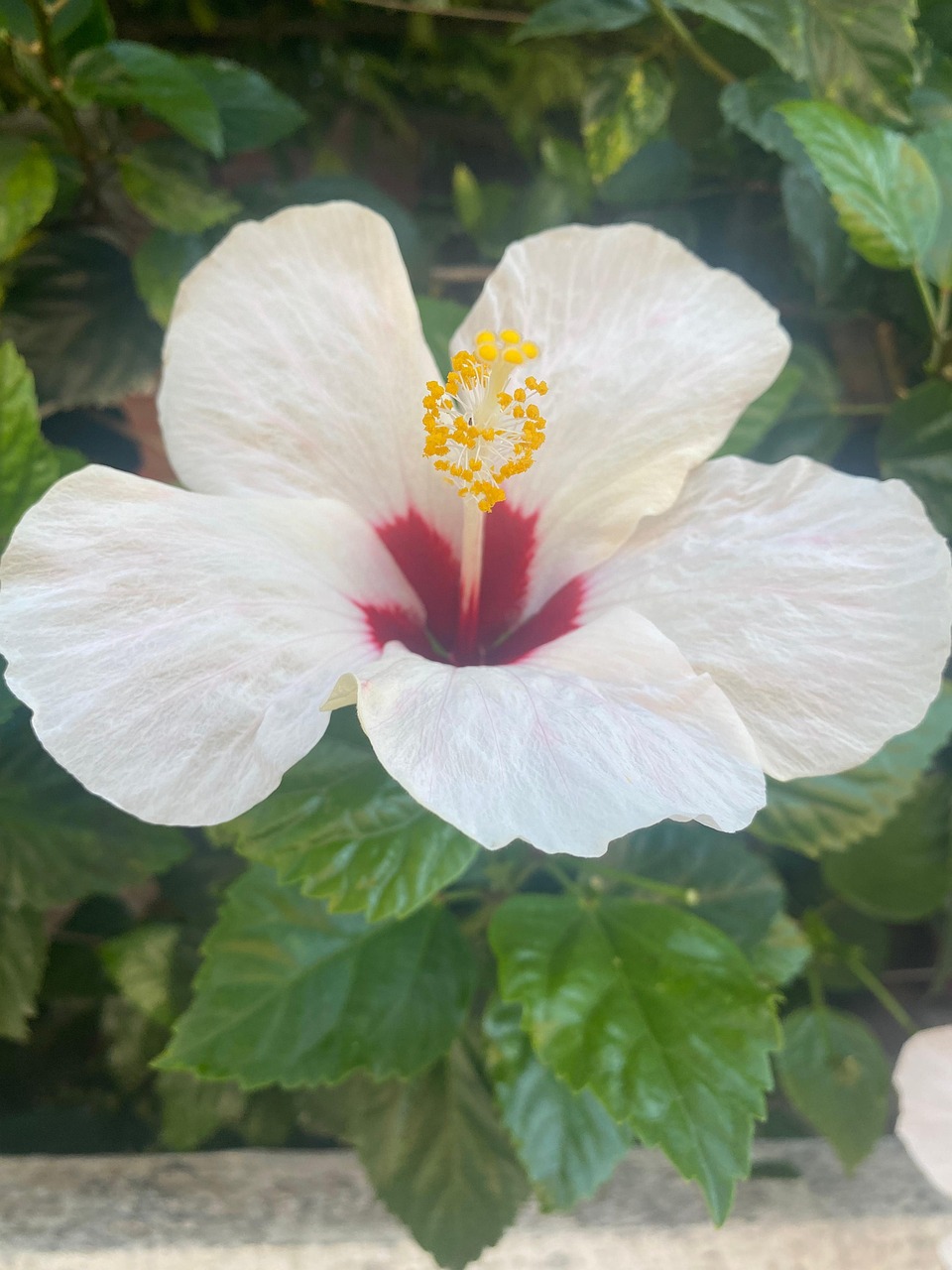 Hibisco Flores - Foto gratuita no Pixabay - Pixabay