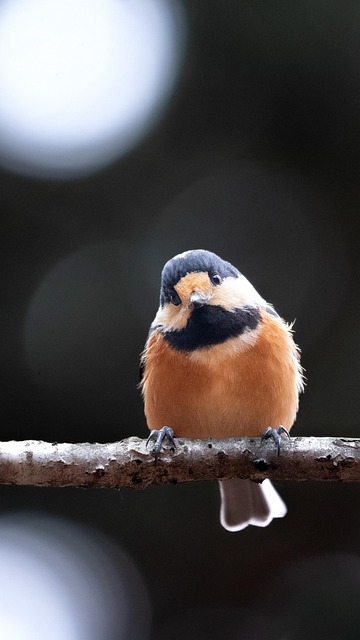 Pájaro Ave Silvestre Naturaleza - Foto gratis en Pixabay - Pixabay
