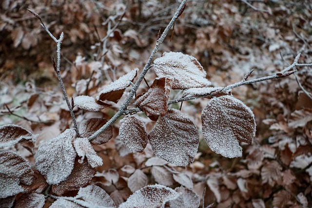 Ripe Beech Leaf - Free photo on Pixabay - Pixabay