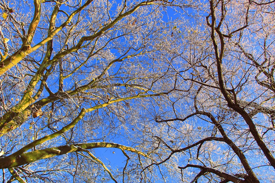 Trees Branches Sky - Free photo on Pixabay - Pixabay