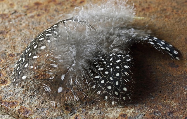 Guinea Fowl Feathers Spots - Free photo on Pixabay