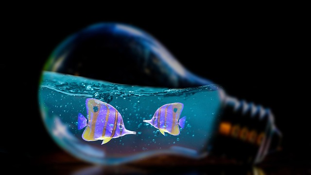 Download Fish, Bulb, Water. Royalty-Free Stock Illustration Image - Pixabay
