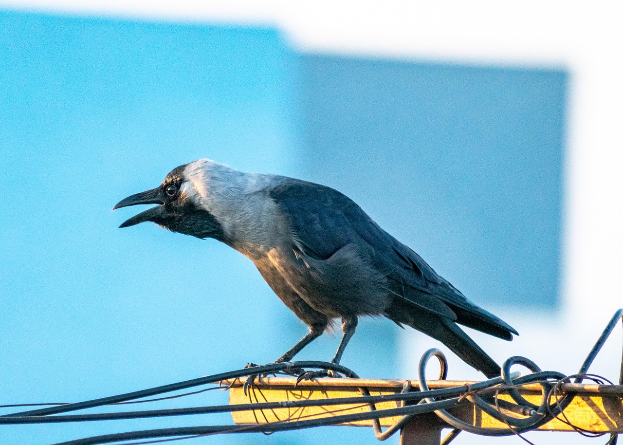 Raven Bird Crows Wolf Down - Free photo on Pixabay - Pixabay