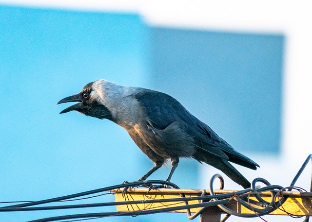 Raven Bird Crows Wolf Down - Free photo on Pixabay - Pixabay