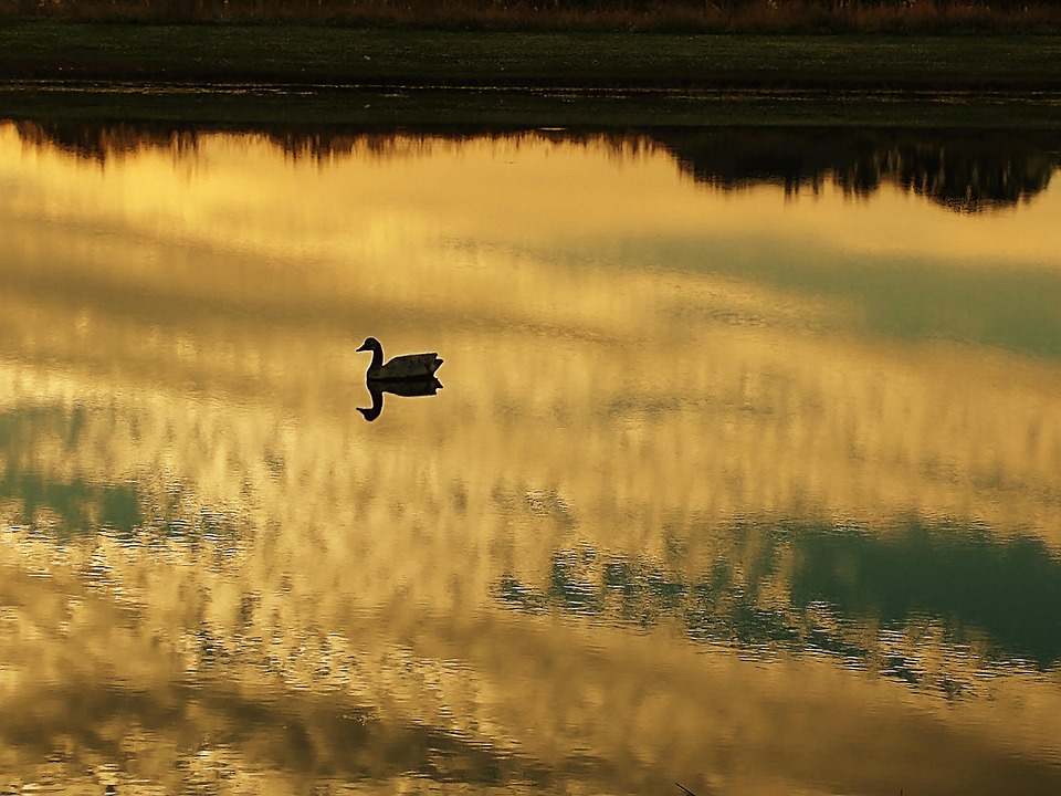 Pato Lago Natureza - Foto gratuita no Pixabay - Pixabay