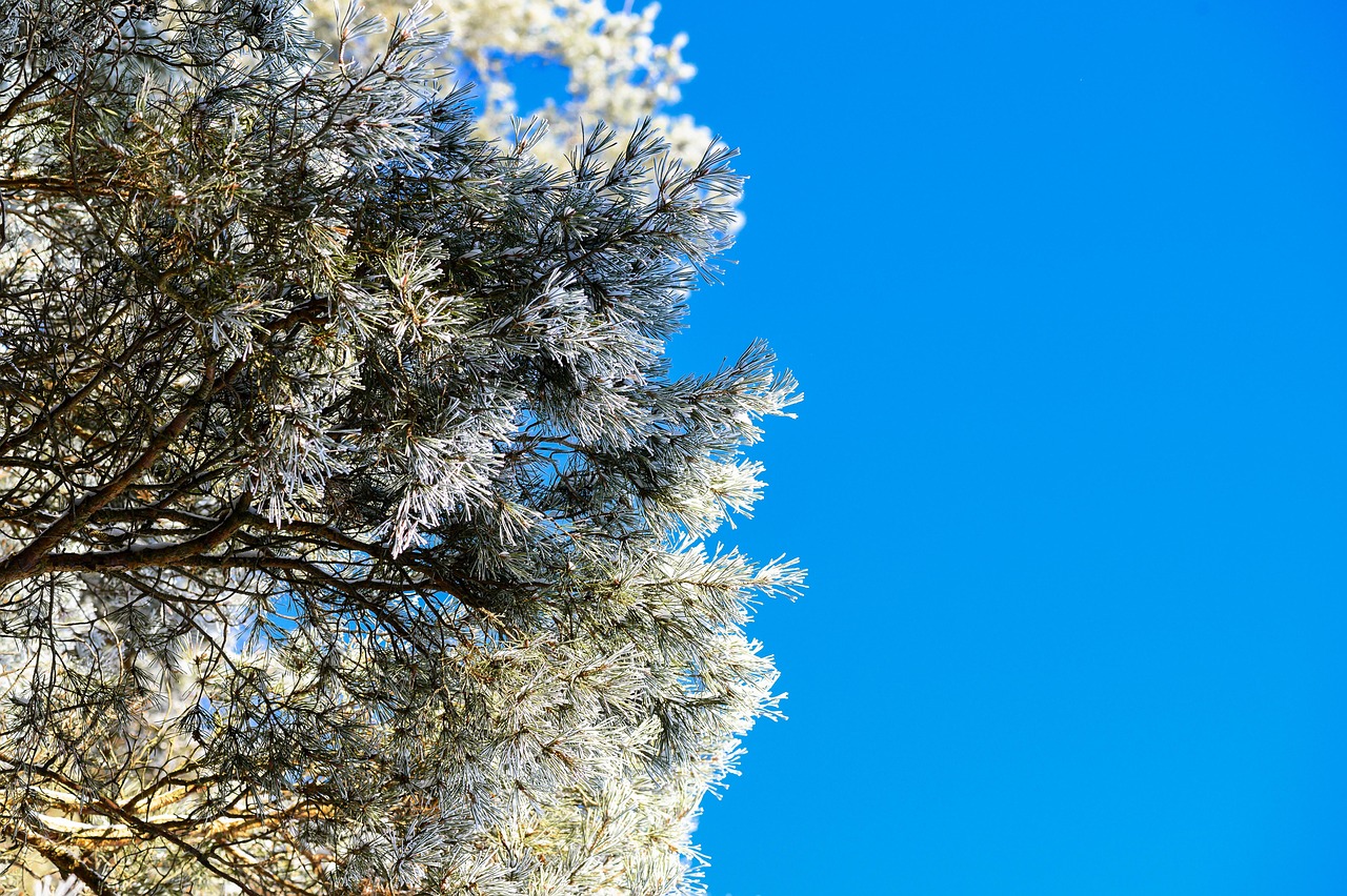 Conifer Frost Icy - Free photo on Pixabay - Pixabay